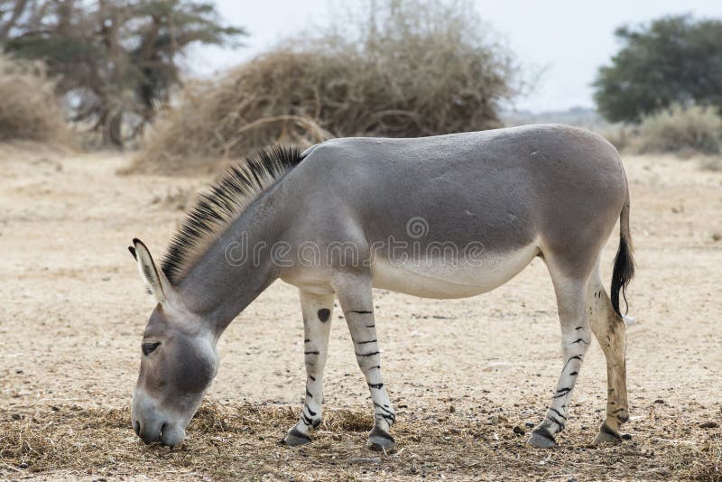 Burro Selvagem Somaliano (africanus Do Equus) Foto de Stock - Imagem de ...