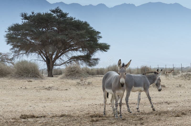 Burro Selvagem Somaliano (africanus Do Equus) Imagem de Stock - Imagem ...