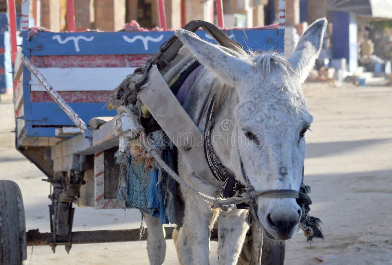 Burro triste imagen de archivo. Imagen de desgraciado - 18466903