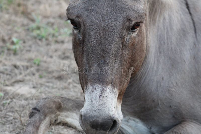 478 Burro Triste Fotos - Libres de Derechos y Gratuitas de Dreamstime