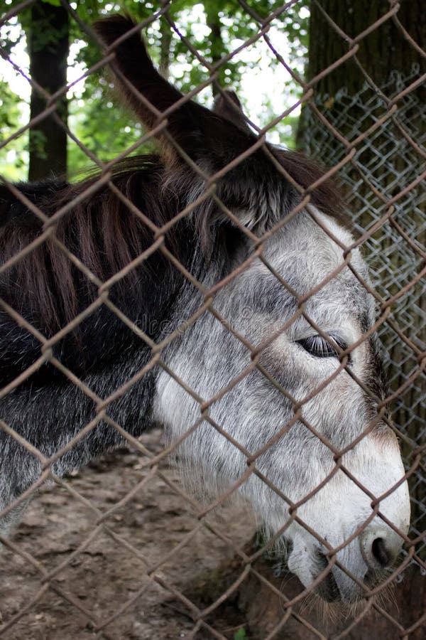 Burro triste imagen de archivo. Imagen de laboring, desierto - 18466903