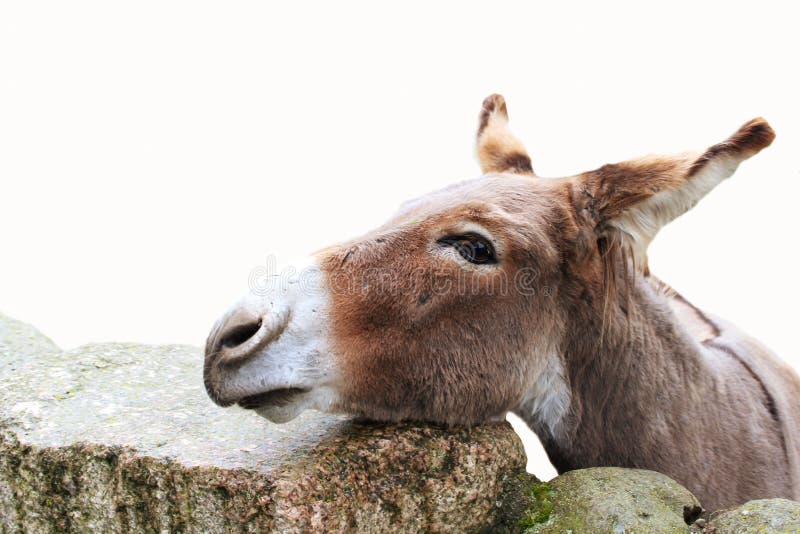 478 Burro Triste Fotos - Libres de Derechos y Gratuitas de Dreamstime