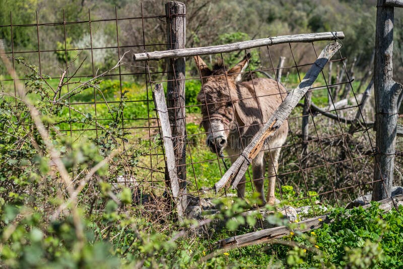 Burro triste en una granja foto de archivo. Imagen de enganches - 115256646