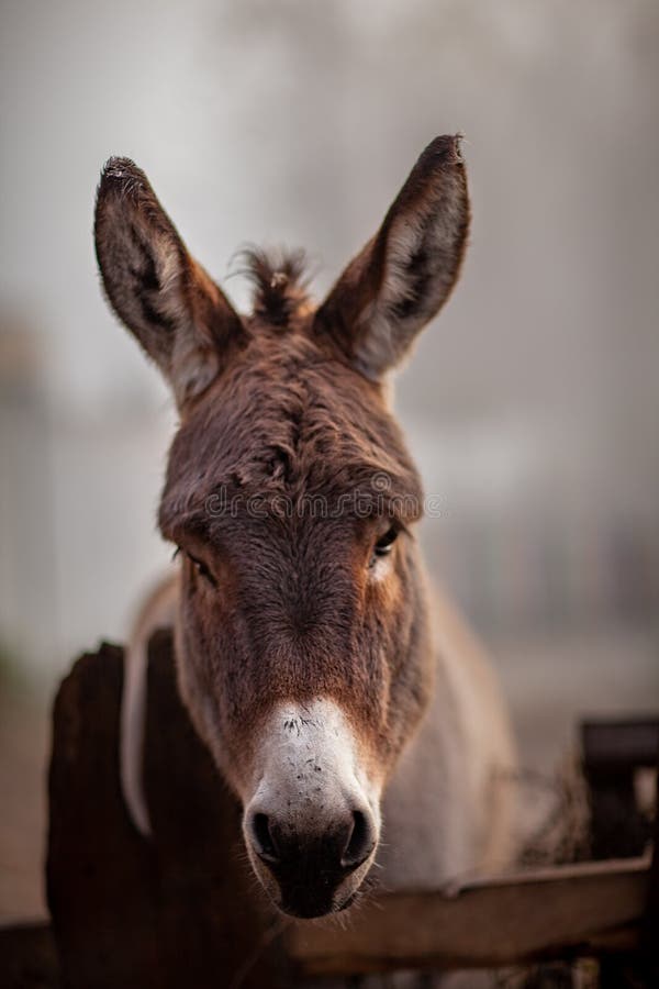 imágenes comunes del Burro Triste - los derechos de la transferencia ...