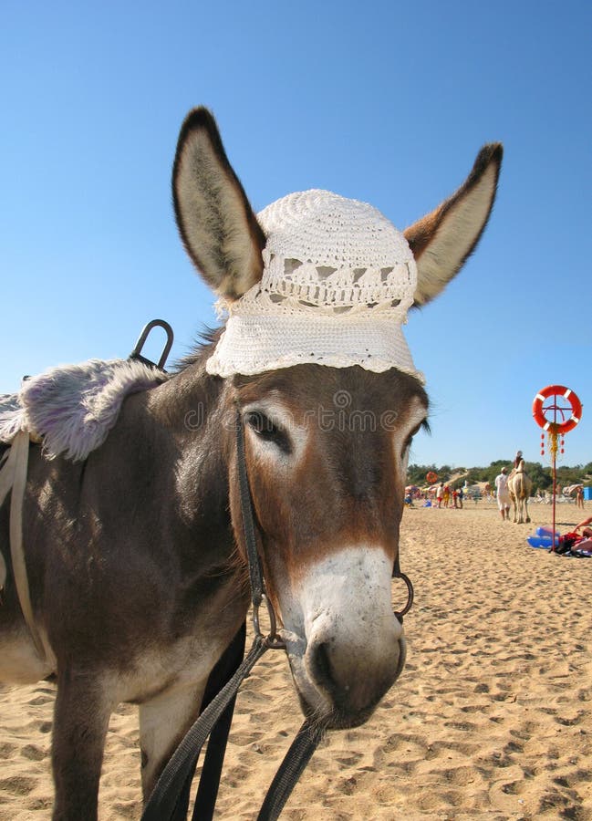 Burro Miniatura Con El Sombrero Foto de archivo - Imagen de burro ...