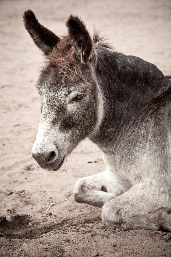 Burro Viejo Que Miente En La Arena Imagen de archivo - Imagen de ...