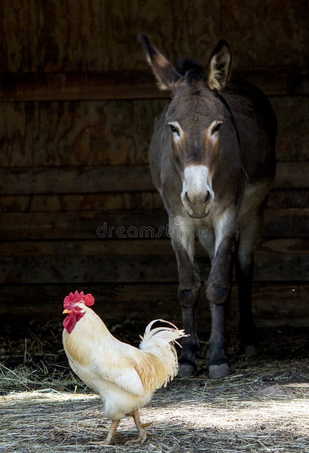 Burro y pollo imagen de archivo. Imagen de burro, granero - 32469227