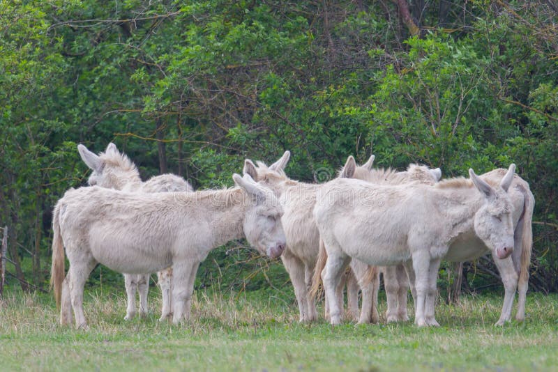 Burros Blancos Que Se Colocan En Prado Foto de archivo - Imagen de ...