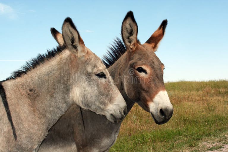 Burros in Custer State Park Stock Photo - Image of black, donkeys: 21318632