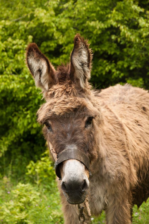 Dos Burros Pastan En Una Granja Foto de archivo - Imagen de granja ...