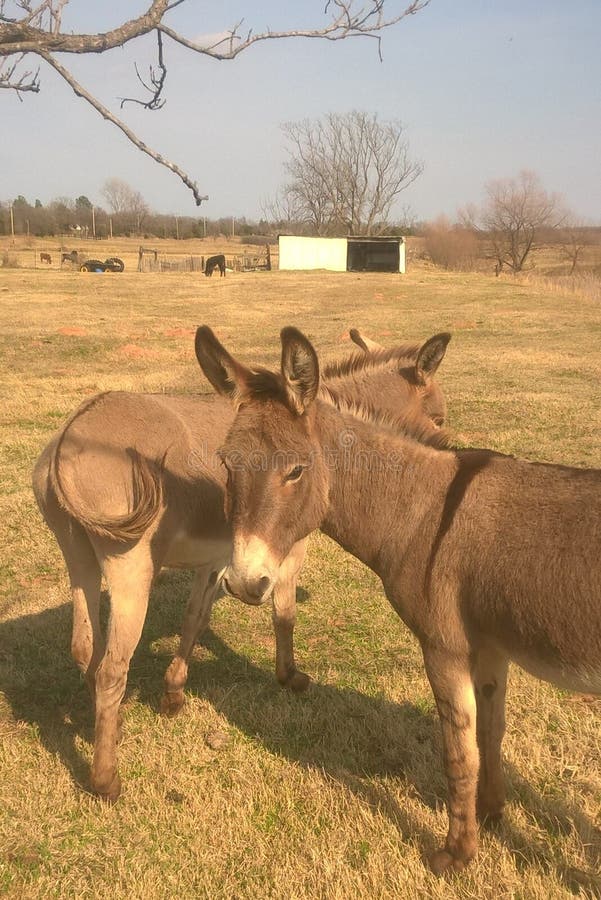 Burros miniatura foto de archivo. Imagen de amor, gato - 88195302