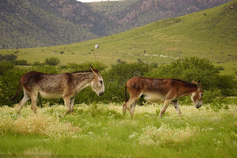Burros stock photo. Image of cowboy, farm, burro, background - 57048458
