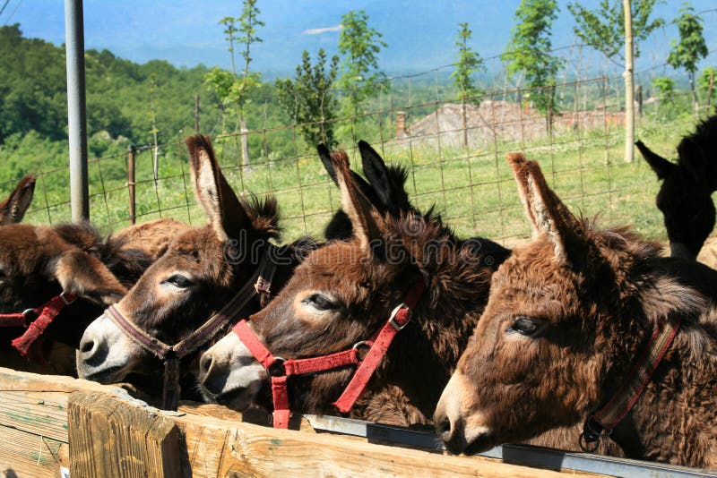 Burros Que Esperan La Comida Imagen de archivo - Imagen de alimento ...