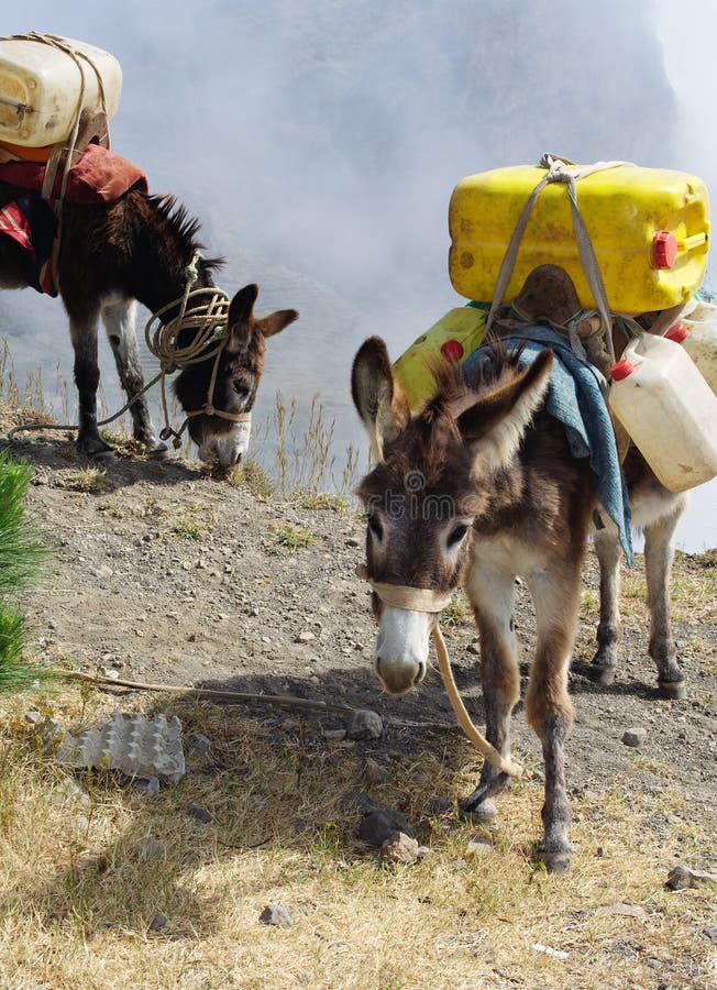 Burros Cargando Agua En Las Tierras Altas De Las Islas De San Antao ...