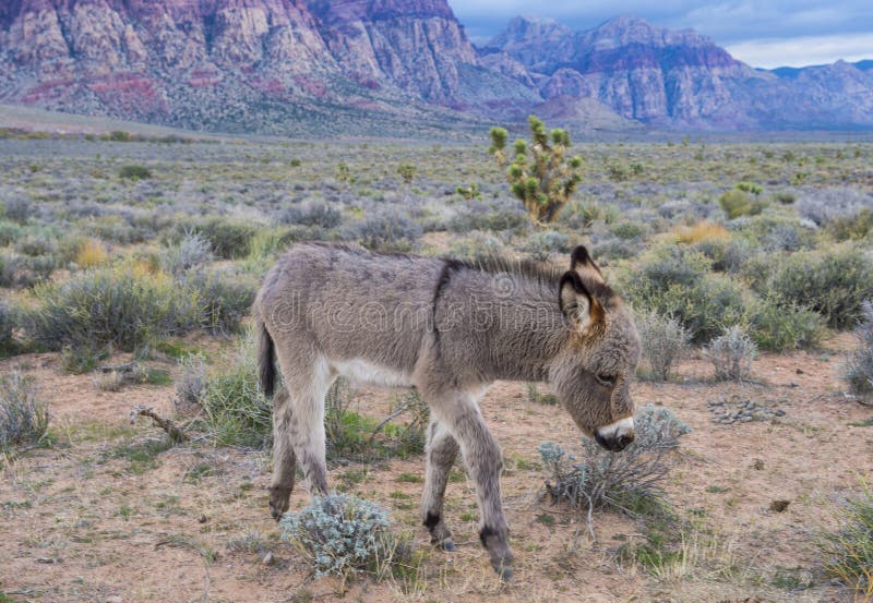 Burro salvaje imagen de archivo. Imagen de roca, animal - 28336813