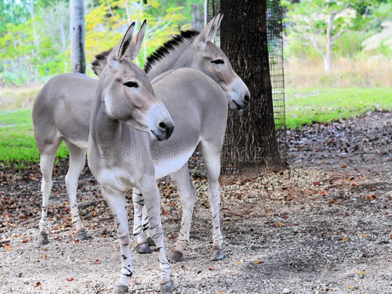 Burros Selvagens Somalianos Imagem de Stock - Imagem de pares, fazendas ...