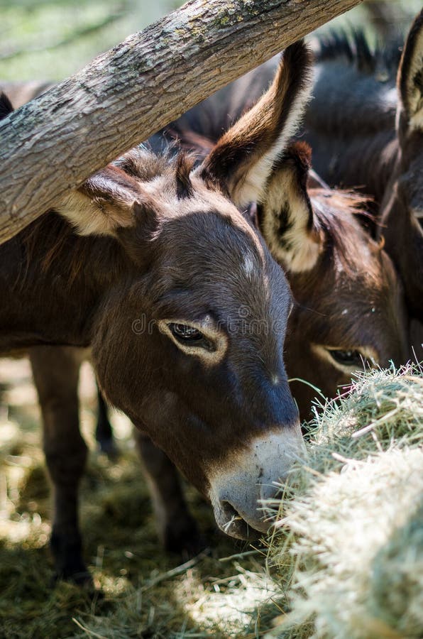 Burros Que Comen El Heno; Arboleda Verde Oliva En El Fondo Imagen de ...