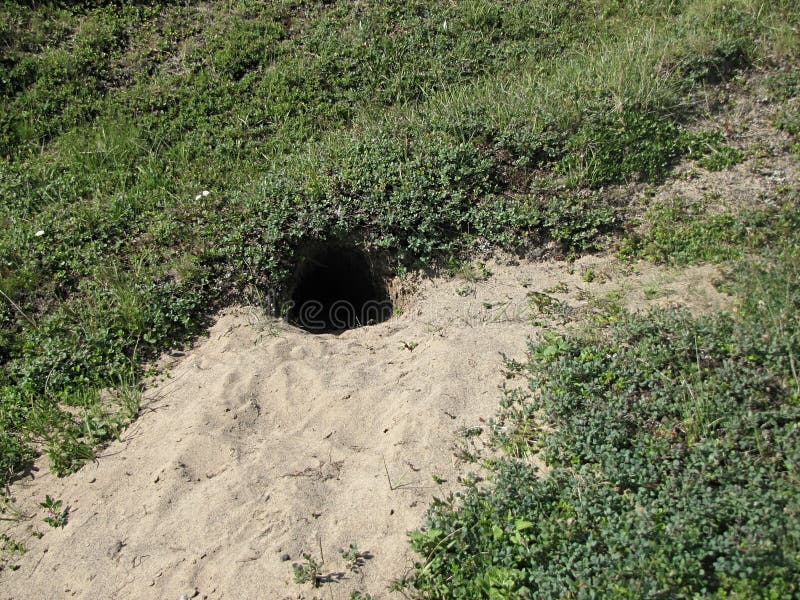 Animal burrow stock image. Image of mouse, small, outdoor - 32646065