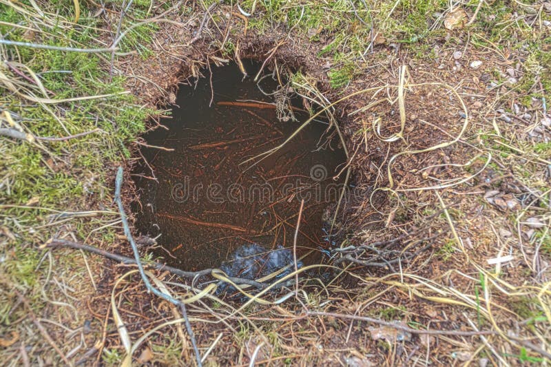 Burrow of Beaver on Forest Lake Stock Image - Image of branch, nature ...