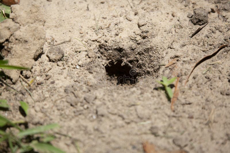 Burrow de rato superficial foto de stock. Imagem de animal - 231409568