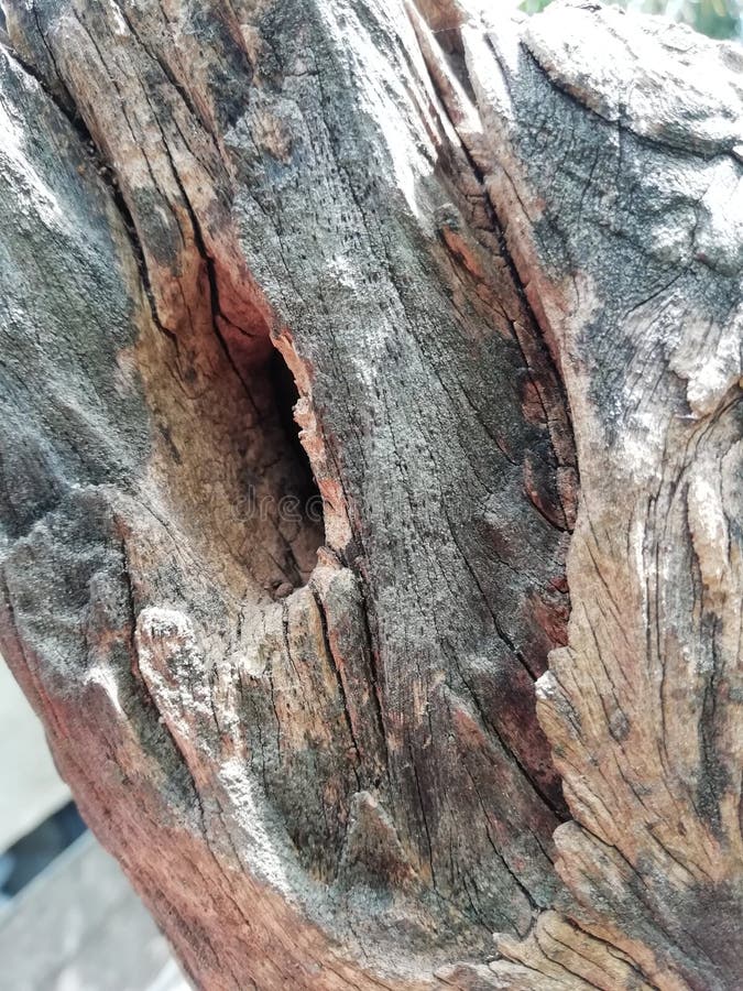 Burrow wood knot stock photo. Image of wood, tree, burrow - 162360046