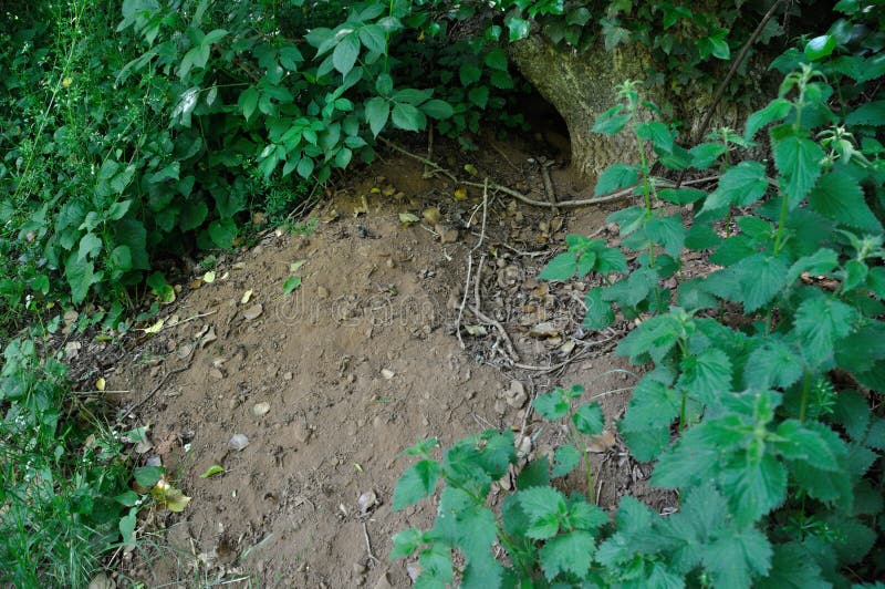 Owl At Burrow Entrance stock photo. Image of burrow, cunicularia - 29681878