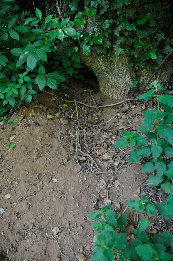 Burrow Entrance of a Badger Stock Photo - Image of outdoors, terrain ...