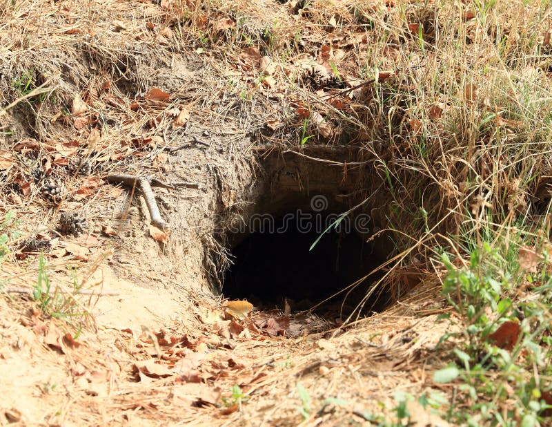Burrow Stock Photo - Image: 59459490
