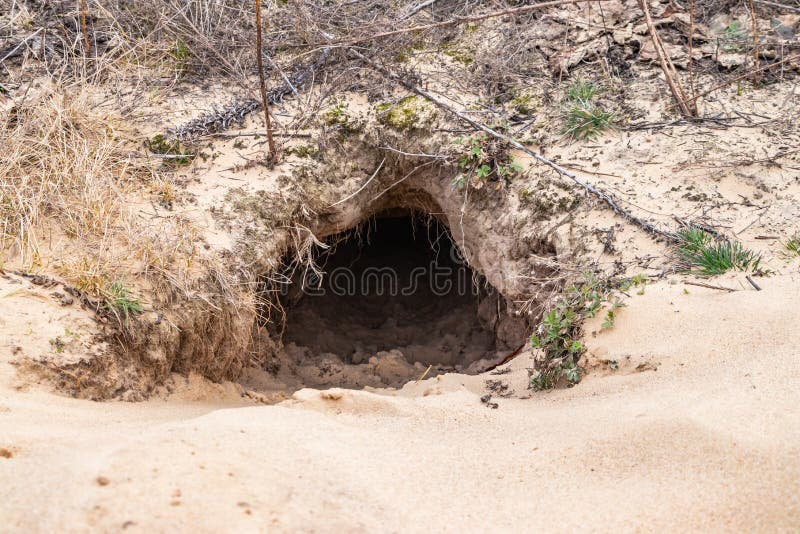 218 Groundhog Den Stock Photos - Free & Royalty-Free Stock Photos from ...