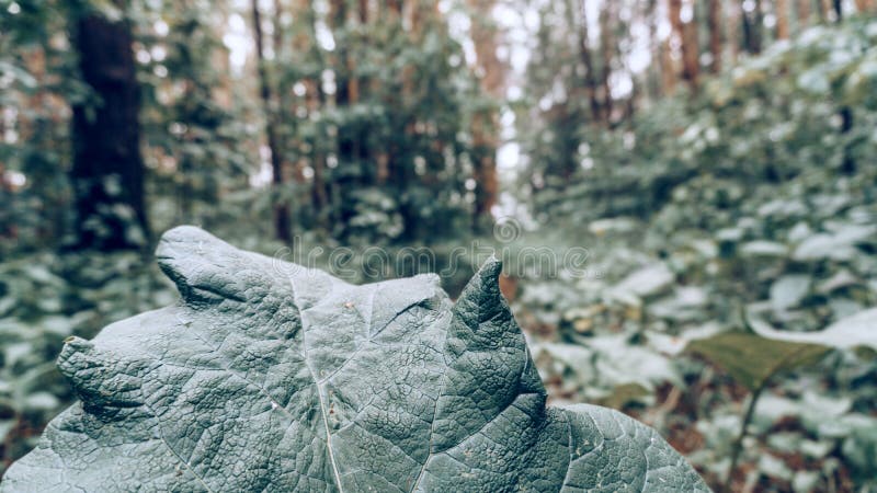 A Burrow Leaf, a Herbaceous Plant. Large Leaf of Burdock Against the ...