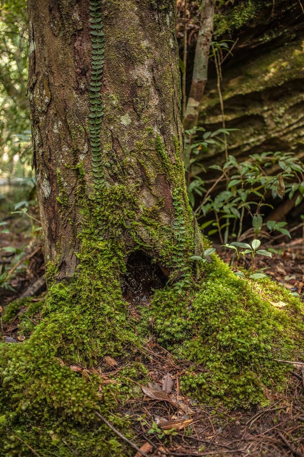 Burrow of tree stub stock image. Image of tree, leaf - 62731037