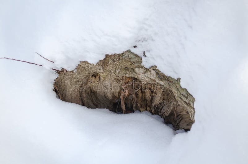 Among the Snow in Winter a Hole Under a Tree Stock Image - Image of ...