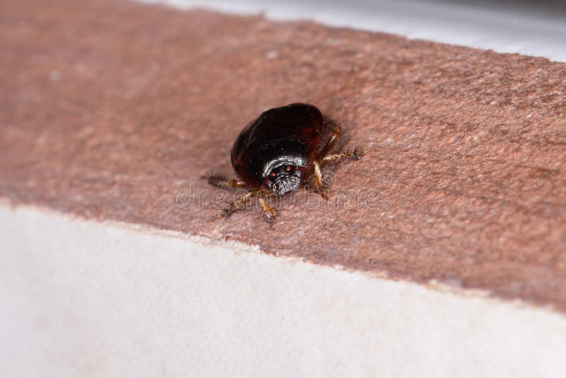 138 Burrowing Insects Stock Photos - Free & Royalty-Free Stock Photos ...