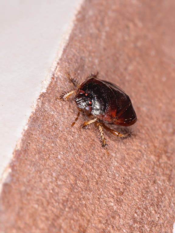 Burrowing Bug stock photo. Image of outdoor, bicolor - 196086834