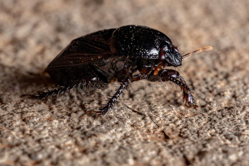 Burrowing Bug foto de archivo. Imagen de primer, blanco - 197278326