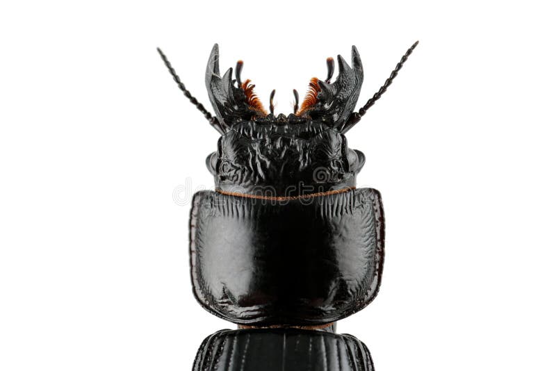 Burrowing ground beetle stock image. Image of mandibles - 5394467