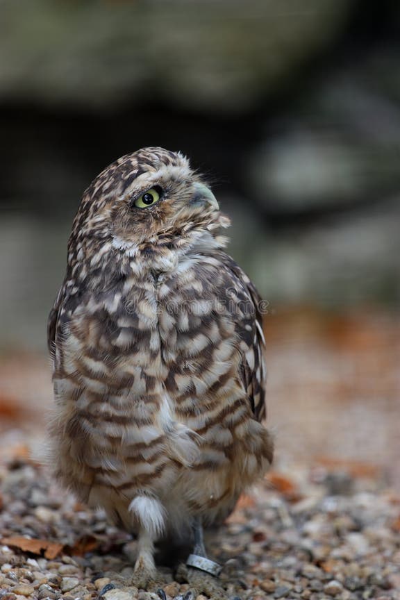 Burrowing owl stock photo. Image of predator, portrait - 11123814