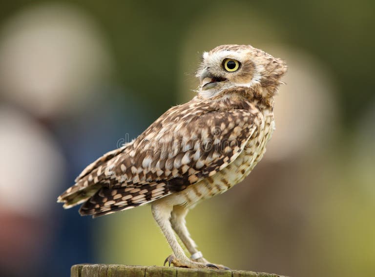 Burrowing Owl stock image. Image of hunter, predator - 16089711