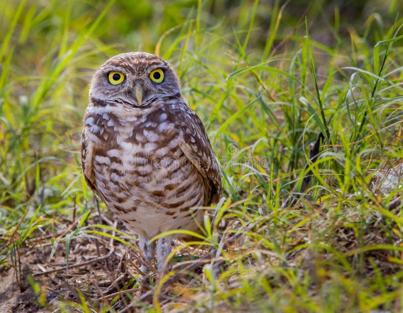 Burrowing owl stock photo. Image of undomesticated, tags - 28649598