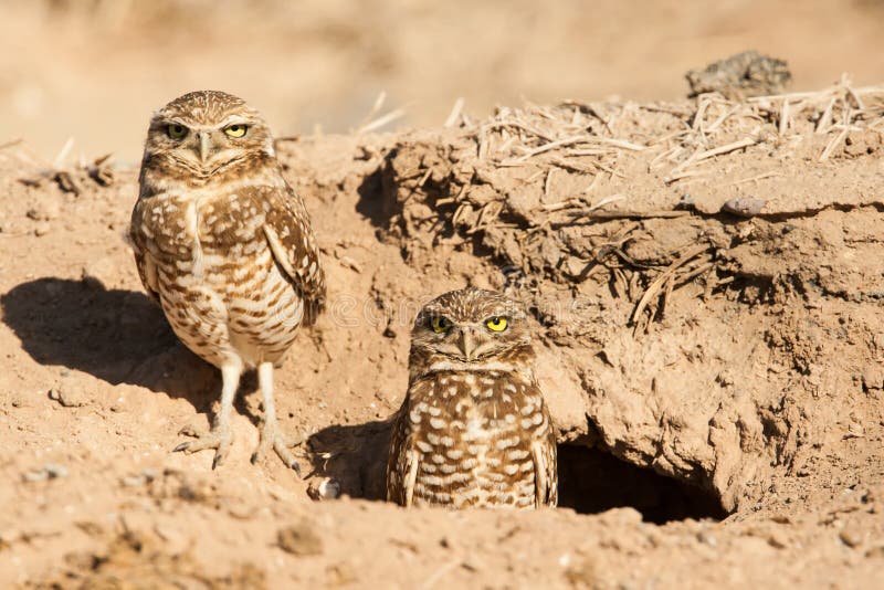 Burrowing Owl stock photo. Image of animal, bird, nest - 29681936