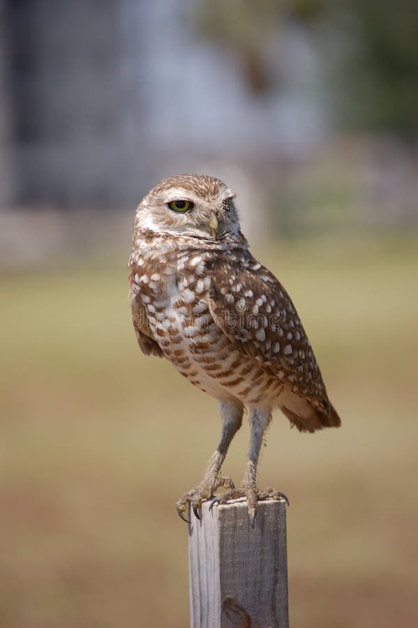 Burrowing Owl stock image. Image of grasping, bird, look - 607869