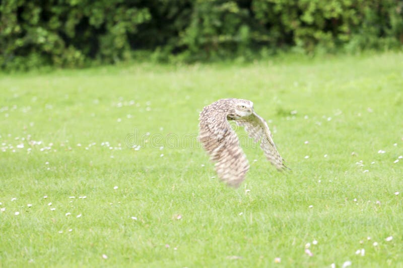 The Burrowing Owl (Athene Cunicularia) Also Called the Shoco during ...
