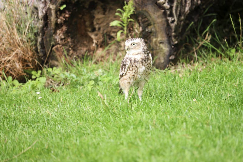 The Burrowing Owl (Athene Cunicularia) Also Called the Shoco during ...
