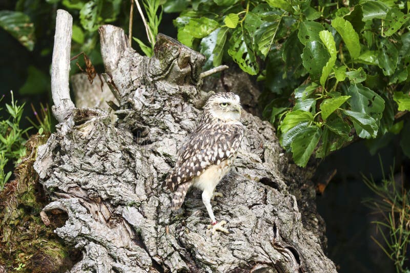 The Burrowing Owl (Athene Cunicularia) Also Called the Shoco during ...