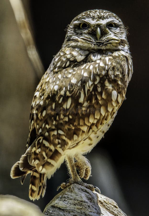 Burrowing Owl stock image. Image of digger, flyer, hearing - 96284223