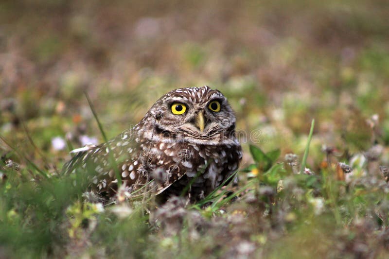Burrowing Owl Facing Straight Stock Image - Image of flowers, america ...