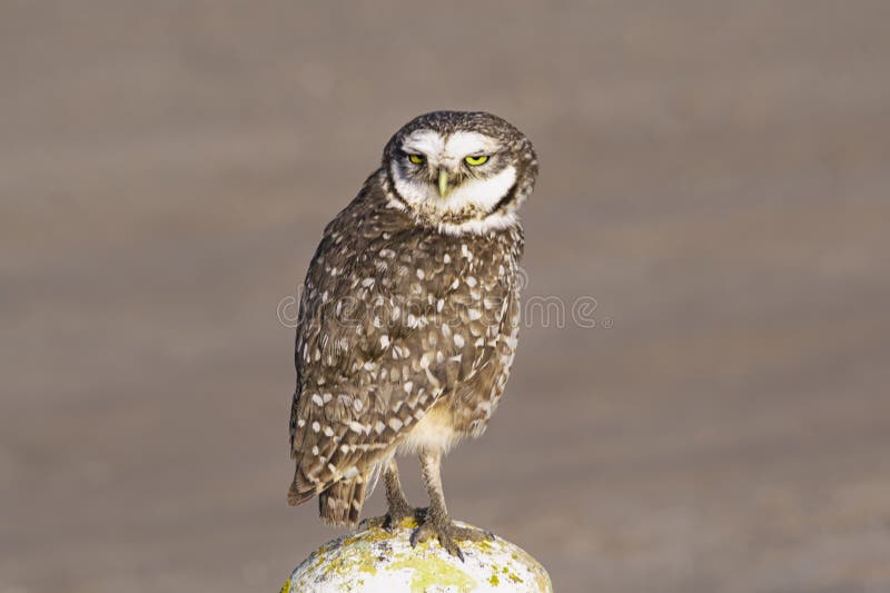 Staringbackward Stock Photos - Free & Royalty-Free Stock Photos from ...