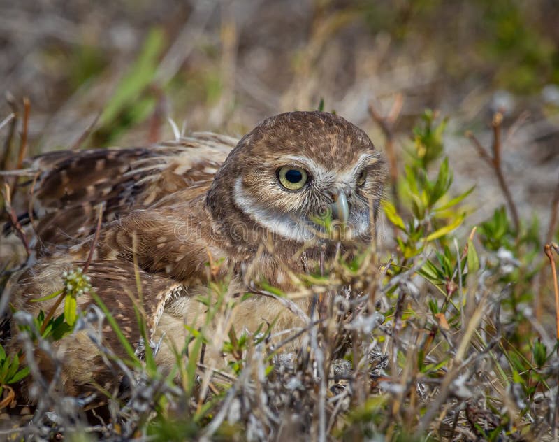 Burrowing Owl Hides in Tall Grass in Florida Stock Photo - Image of ...