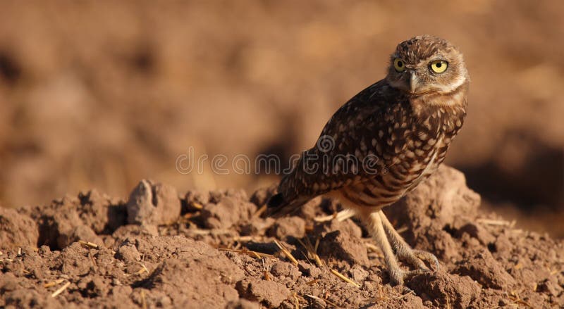 Burrowing Owl Looking Back stock image. Image of bird - 31717431