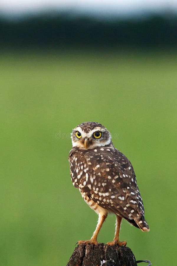 Burrowing owl looking back stock image. Image of beak - 229438513